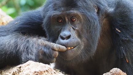 Someone Created A Video Imagining If Spider-Man Was 'Anatomically ...