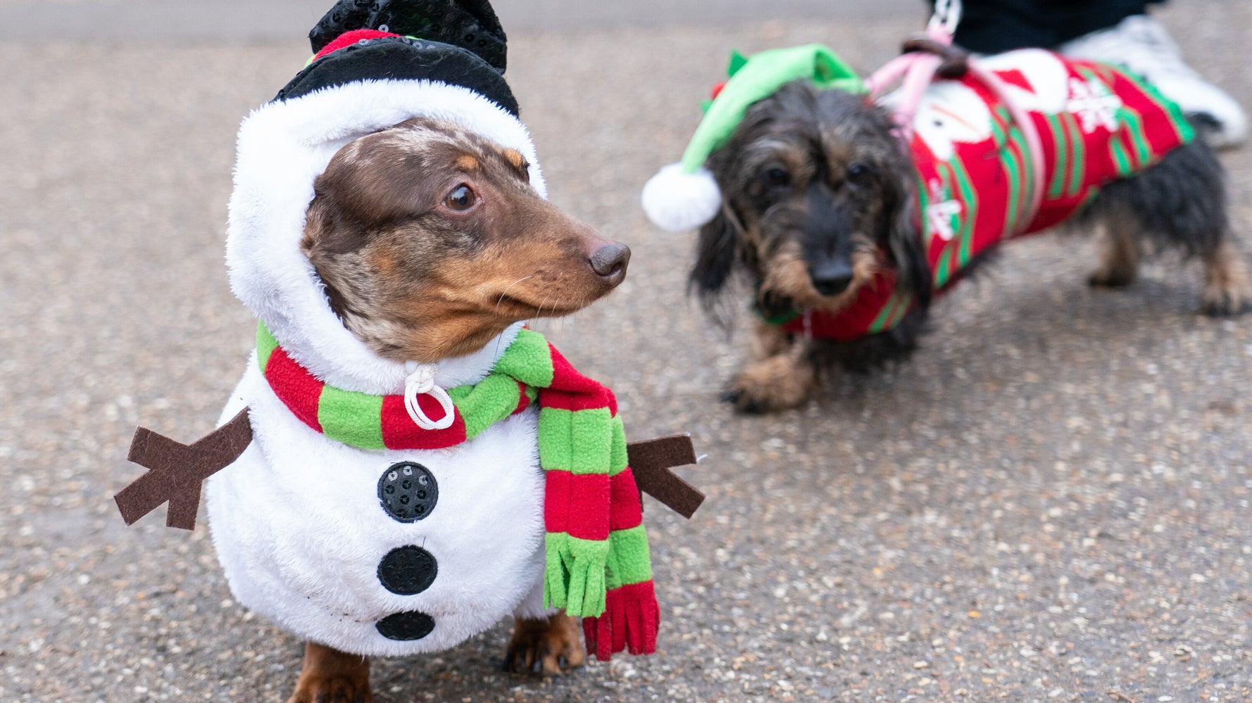 11 Photos From The Annual Sausage Dog Walk Guaranteed To Brighten Your ...