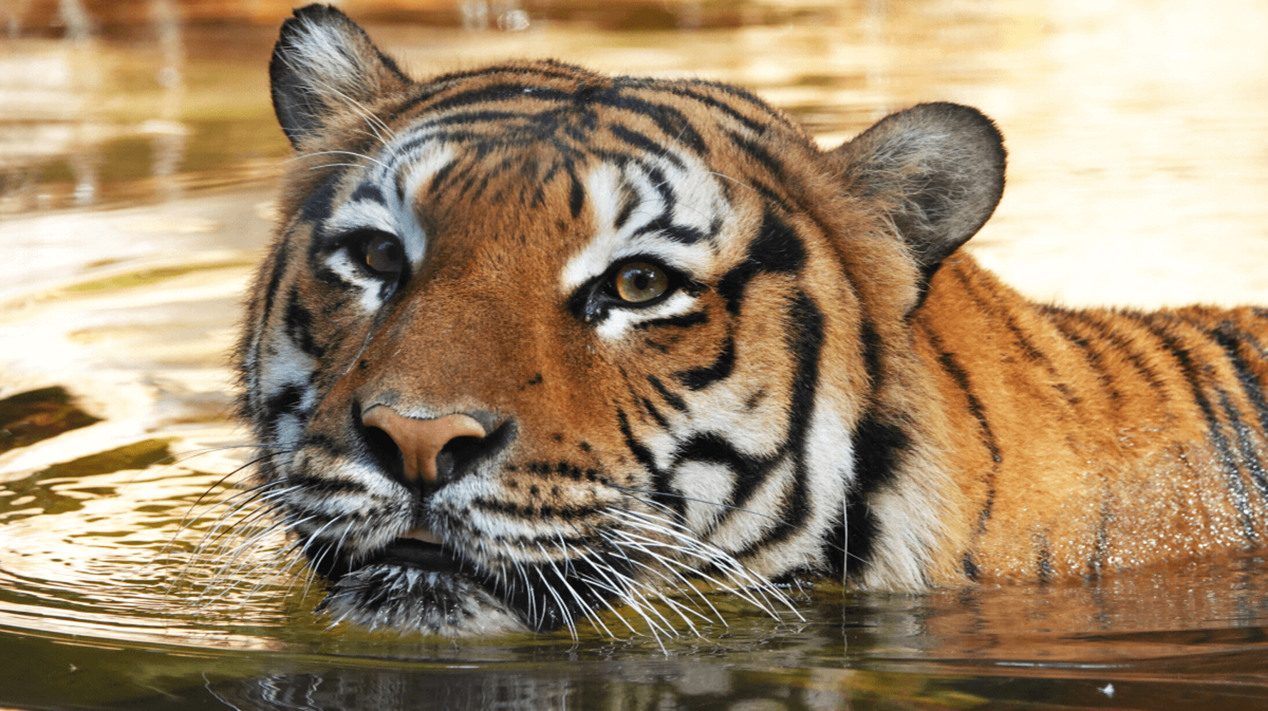 No Charges For Man Who Stuck Hand Into Tiger Enclosure At Zoo ...