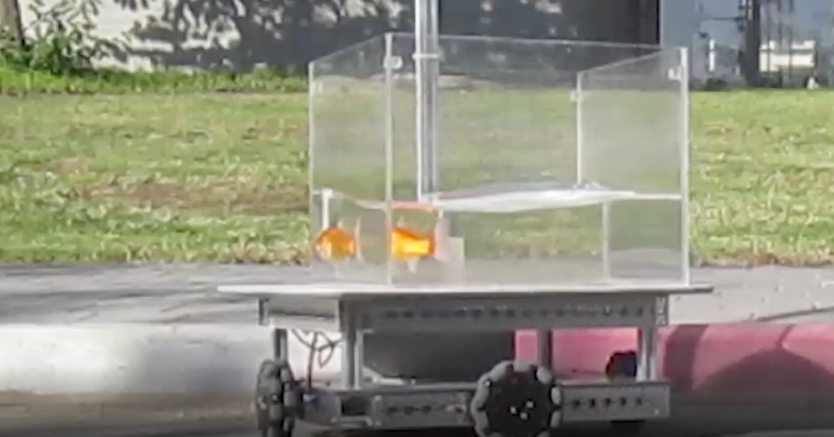 Scientists Teach Goldfish To Drive 'Fish-Operated Vehicle' | HuffPost ...