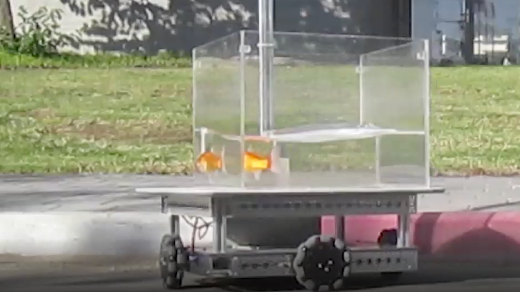 Scientists Teach Goldfish To Drive 'Fish-Operated Vehicle' | HuffPost ...