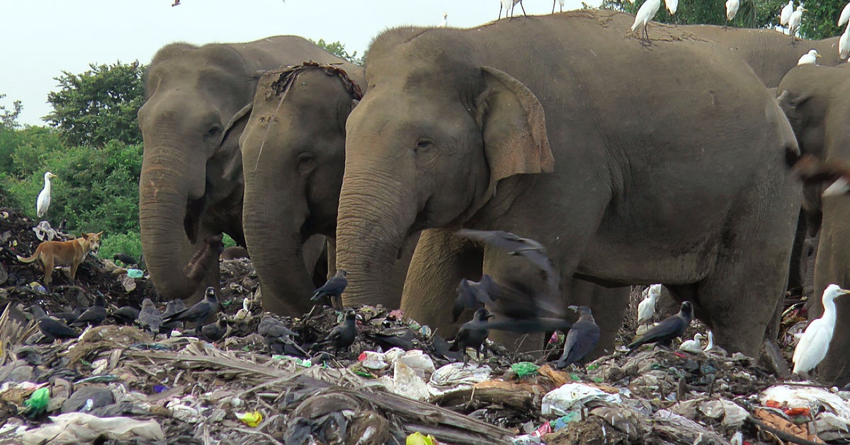 Elephants Are Dying From Eating Plastic Waste At A Sri Lankan Garbage ...