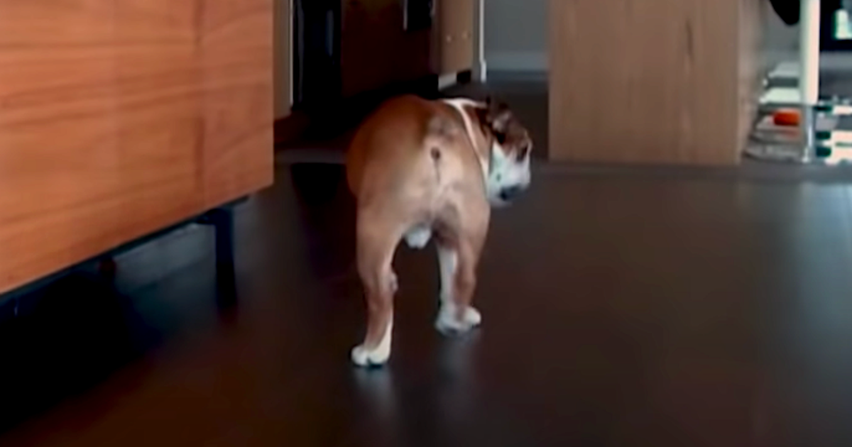 Watch A Dog Moonwalk On 'The Tonight Show' And Change Your Worldview ...
