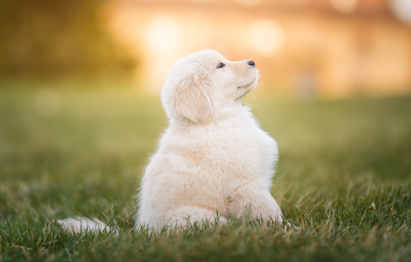 Cute Aggression: All About This Psychological Phenomenon | HuffPost Life