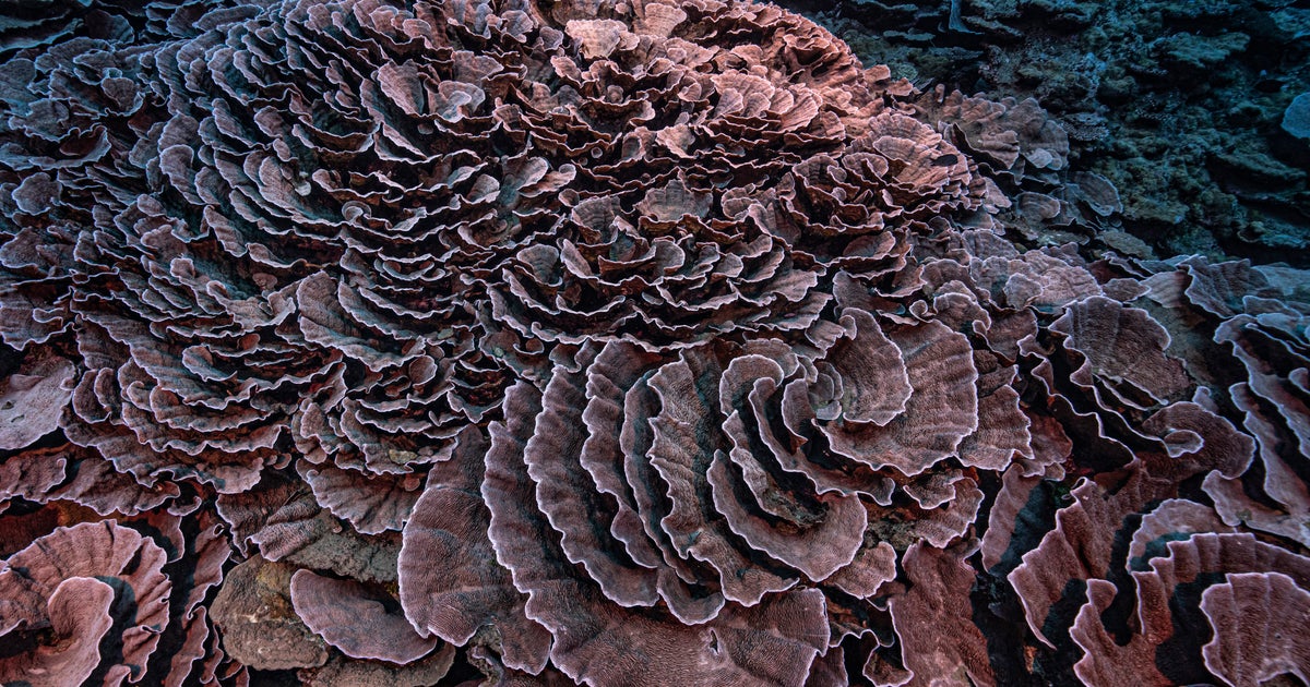 Rare, Pristine Rose-Shaped Corals Found In Reef Off Tahiti Coast ...