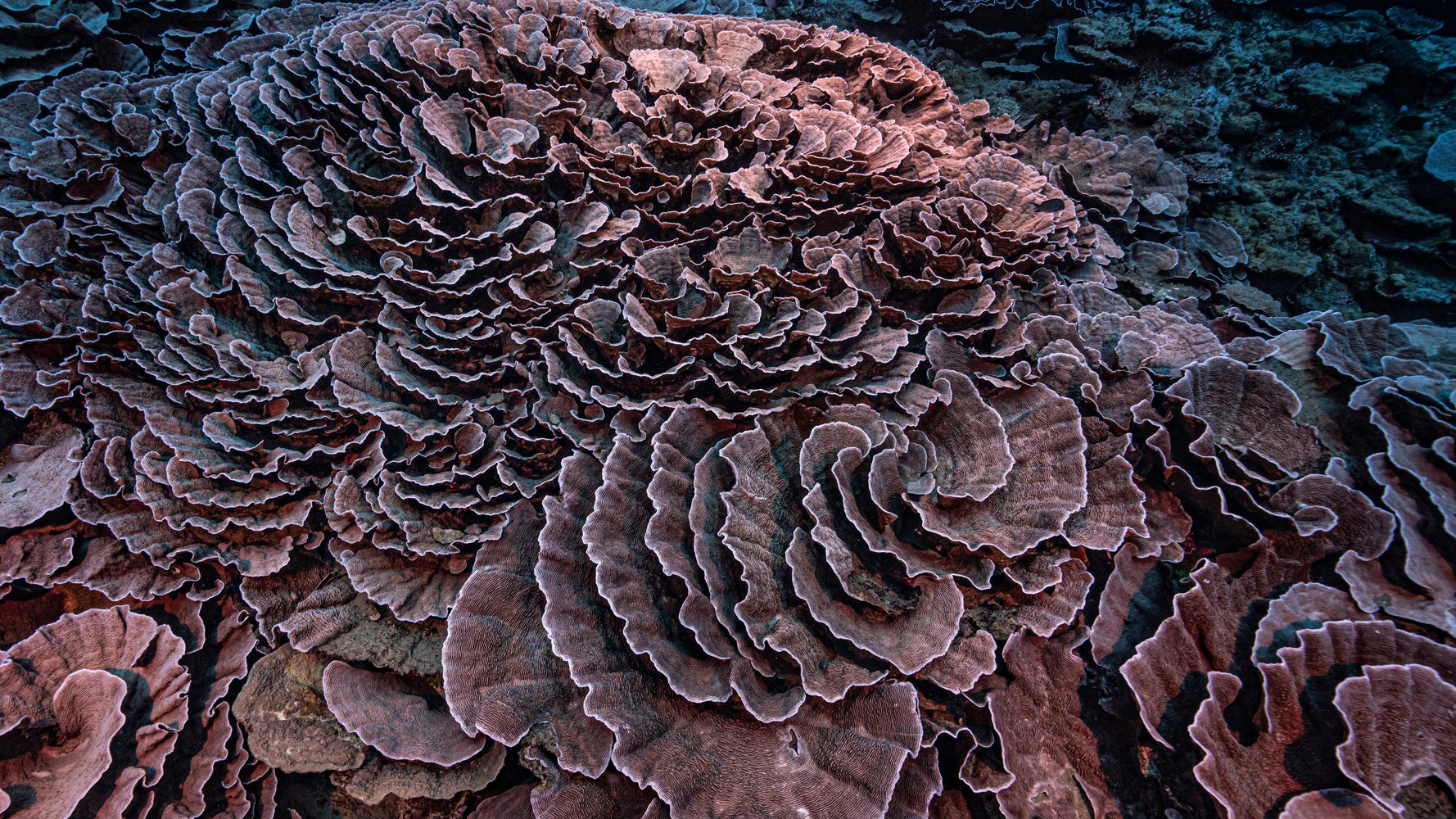 Rare, Pristine Rose-Shaped Corals Found In Reef Off Tahiti Coast ...