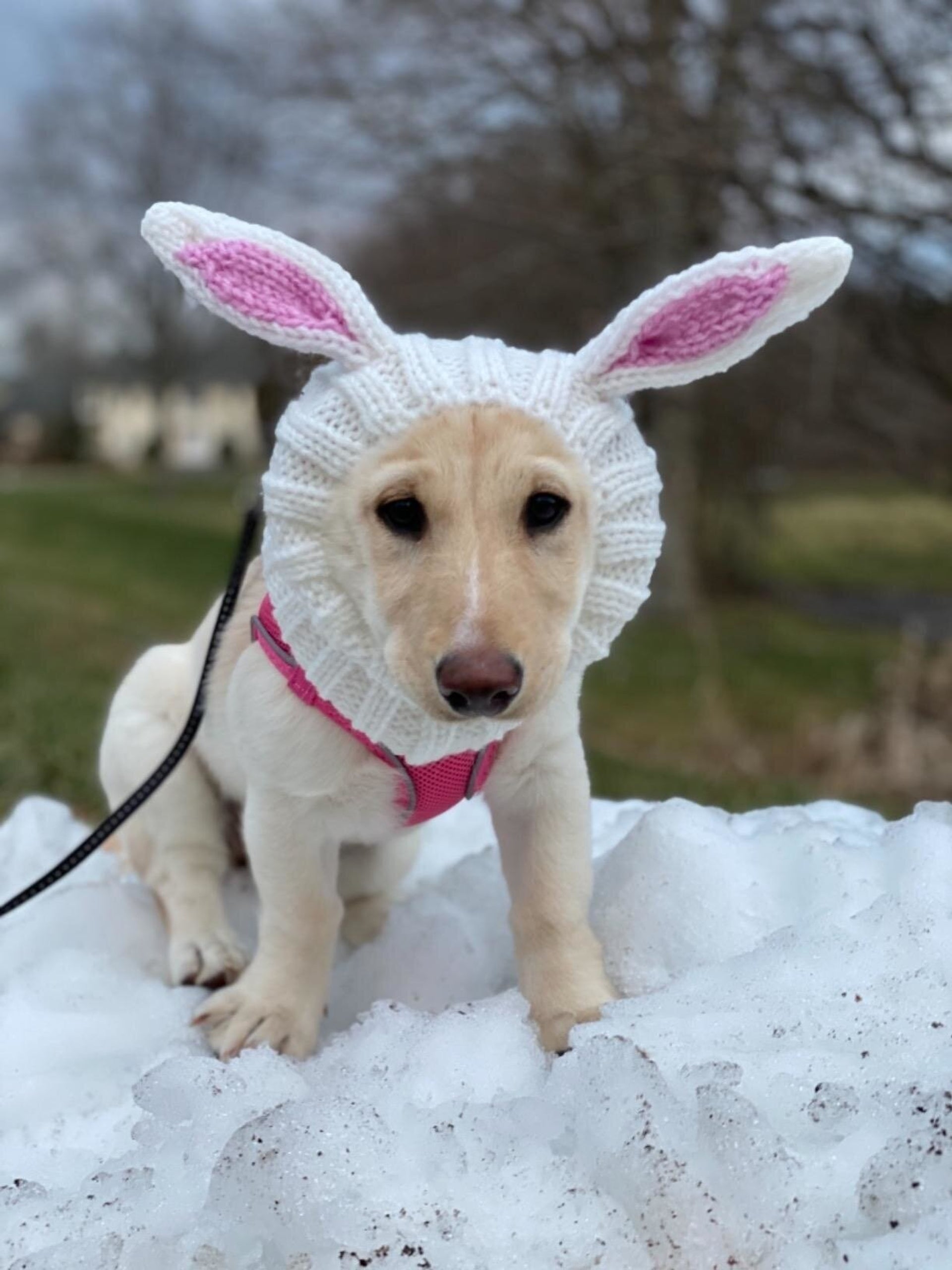 22 Products That’ll Keep Your Pets Warm And Cozy All Winter Long ...