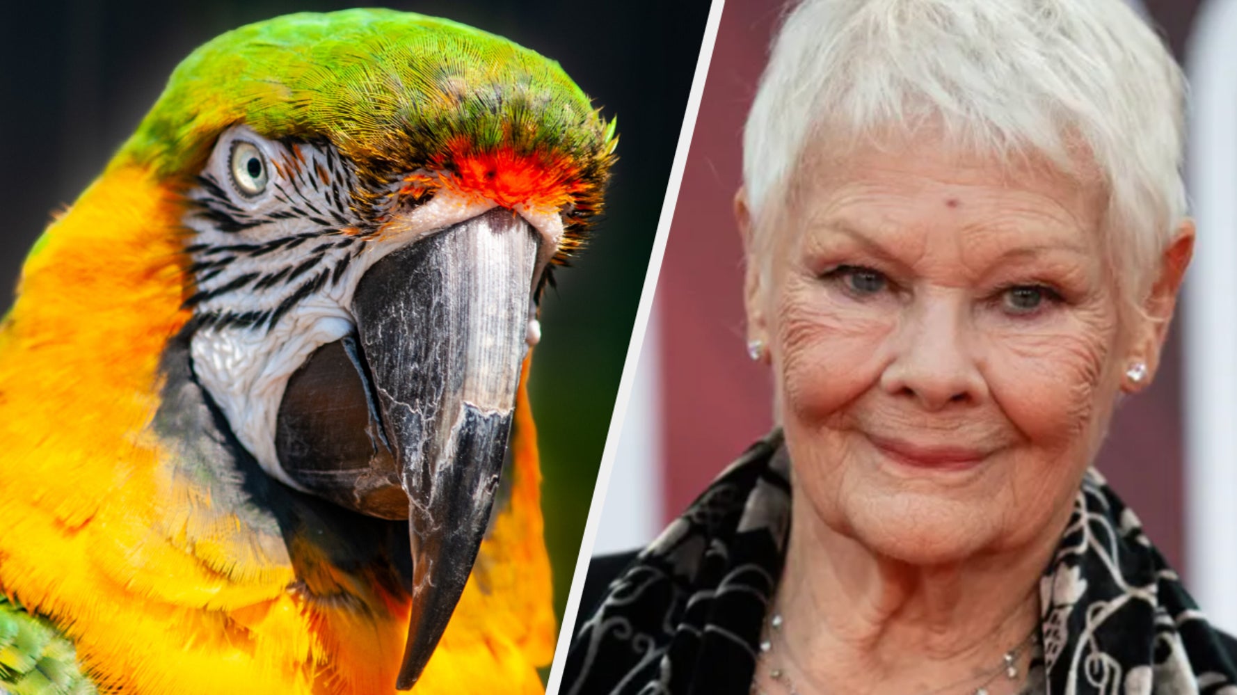 Judi Dench's Parrot Wasn't Quite The Saviour She Hoped For After ...