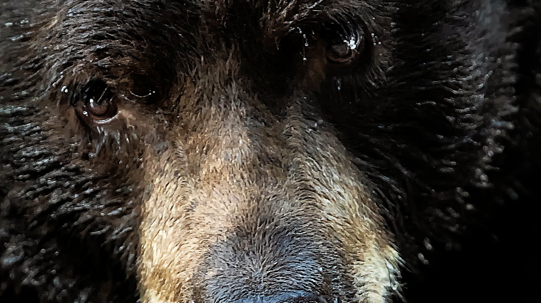 500-Pound Bear 'Hank The Tank' Gets Reprieve Following New DNA Evidence ...