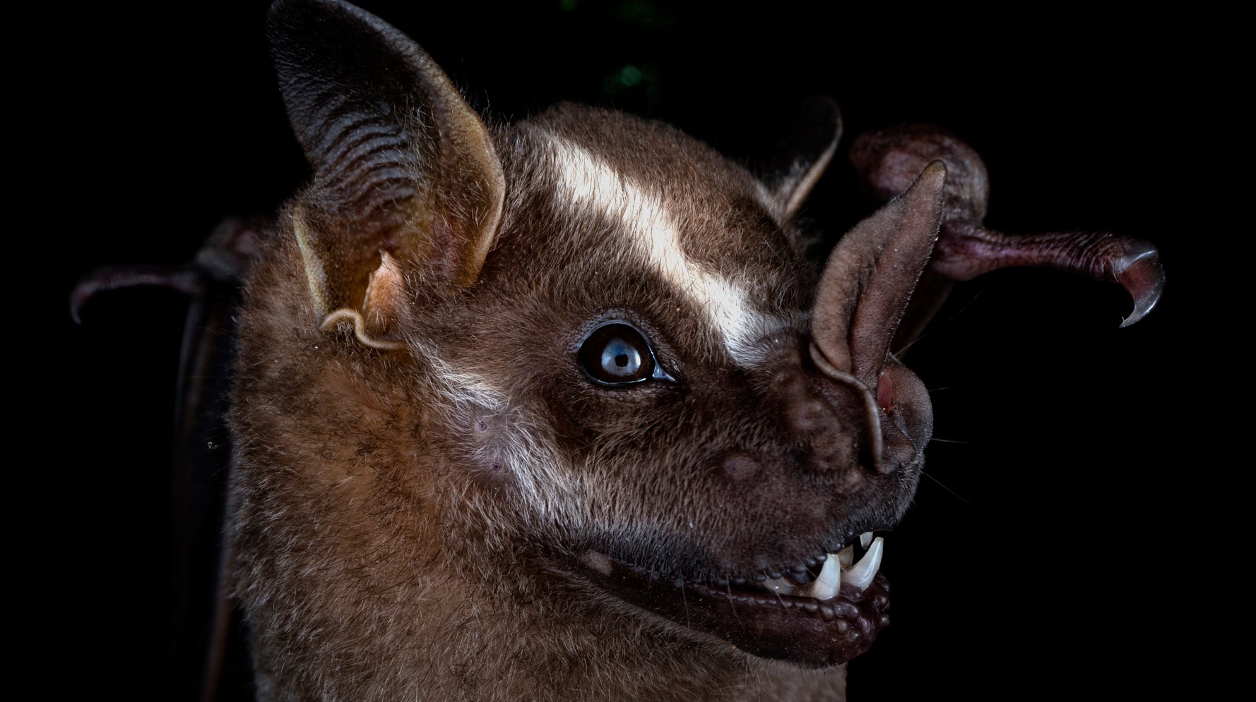 Things Get Real Batty When Real Bat Appears During Screening Of 'The ...