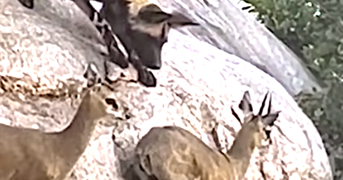 Trapped Antelope Await Attack By Wild Dogs In A Surprising Cliffhanger ...