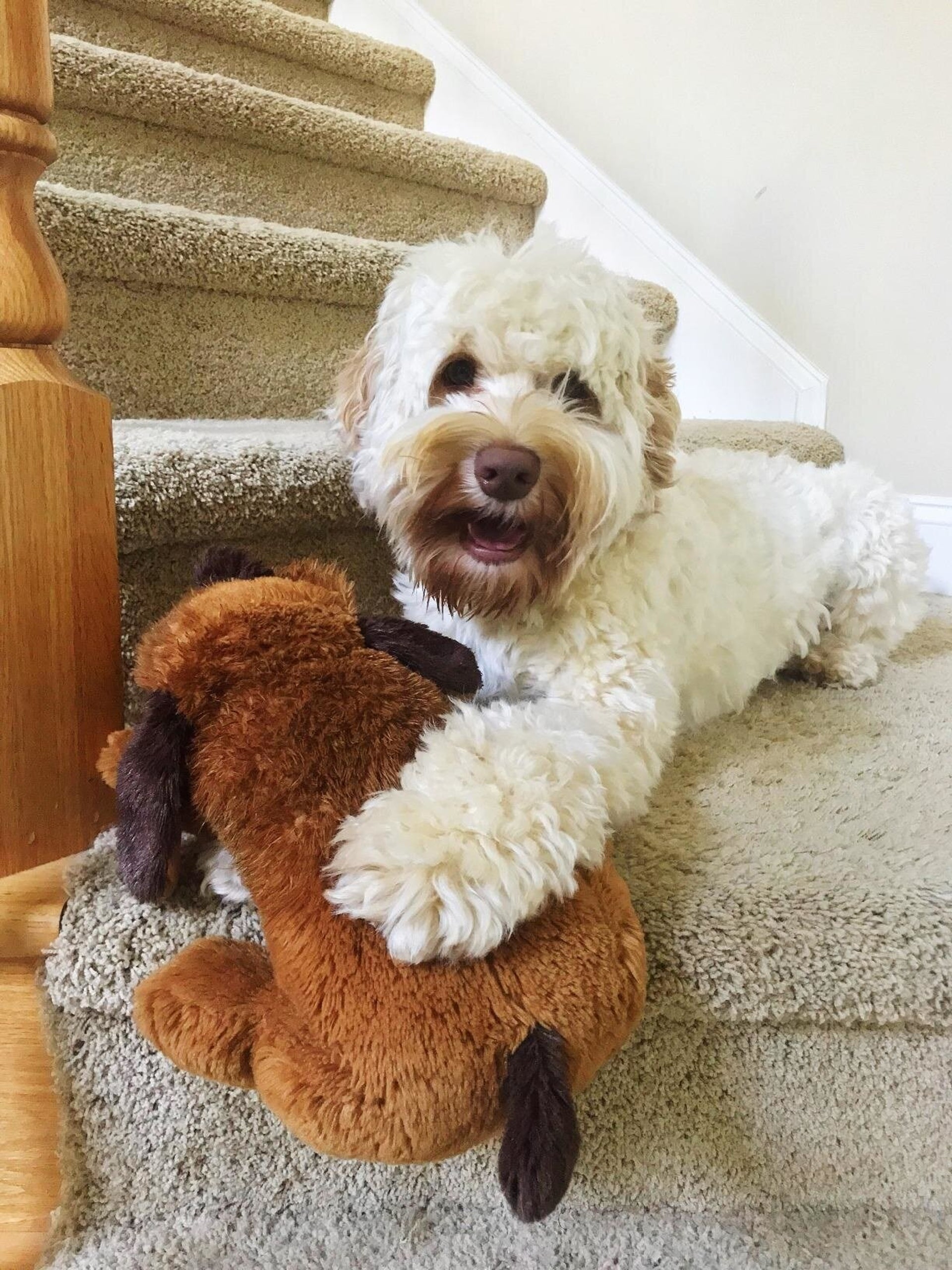 Just 22 Things That Are Great For Anyone With A Pet To Own | HuffPost Life