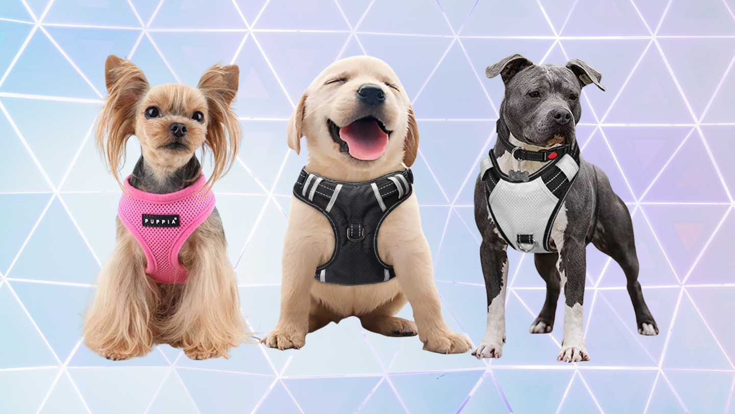 9 Gentle And Comfortable Dog Harnesses That Are As Cute As They Are ...