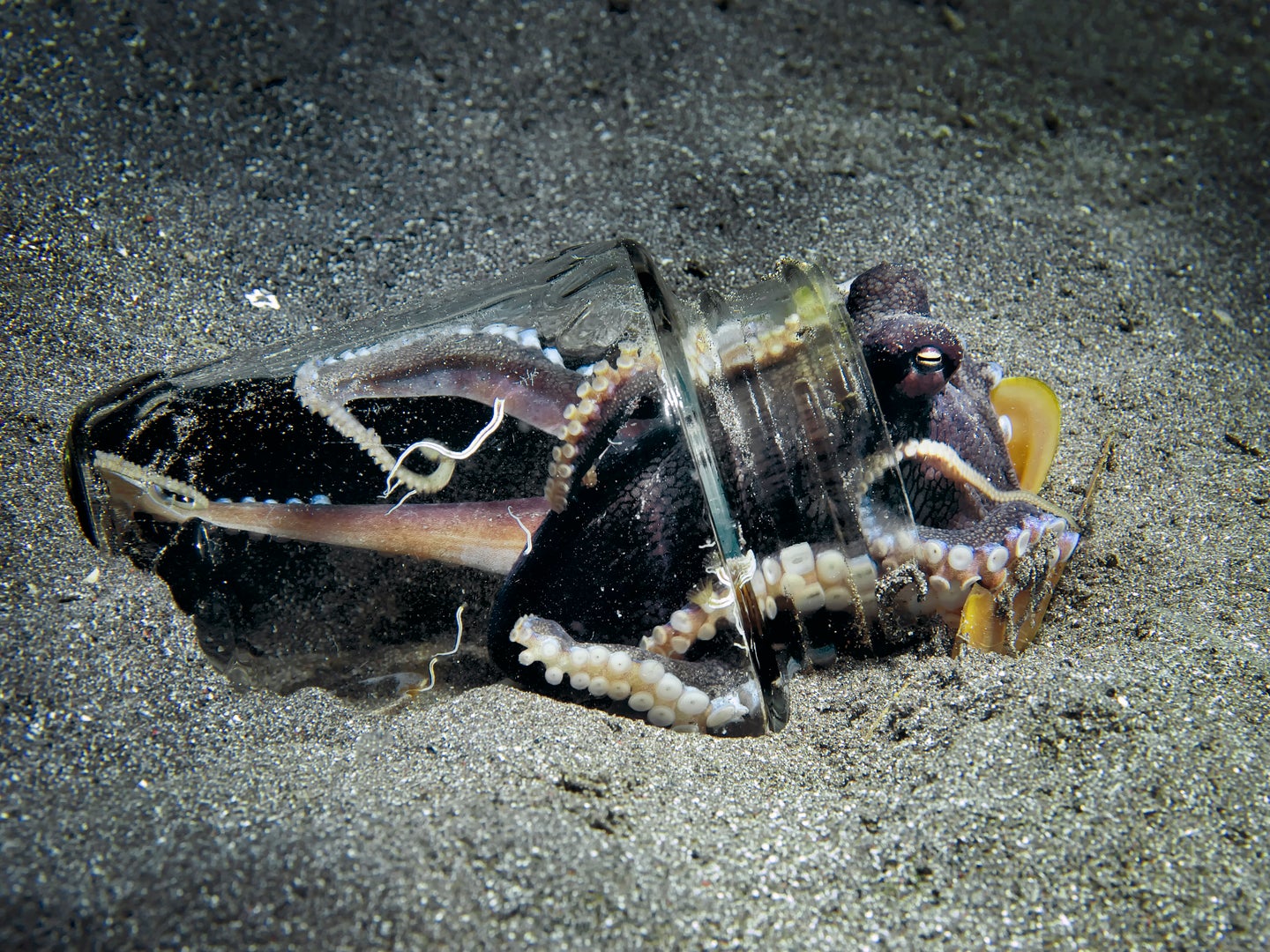 Deep-Sea Octopuses Are Making Shelters Out Of Human Trash | HuffPost Impact