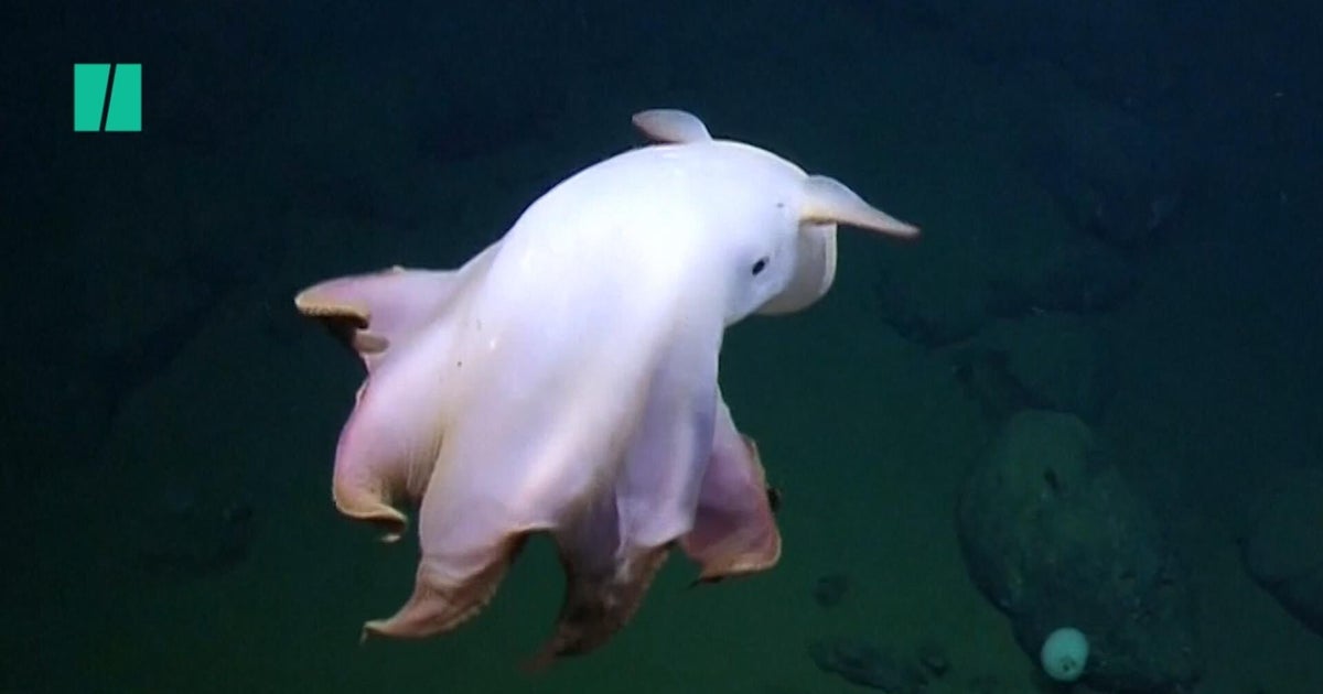 Sighting Of Rare Dumbo Octopus | HuffPost Videos