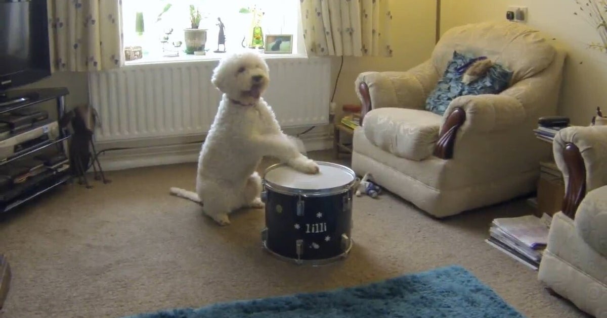 Direct Line's Do The Pet Step | HuffPost Videos