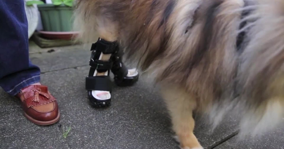 'Robo-Dog' Gets New Lease On Life With Bionic Legs | HuffPost Videos