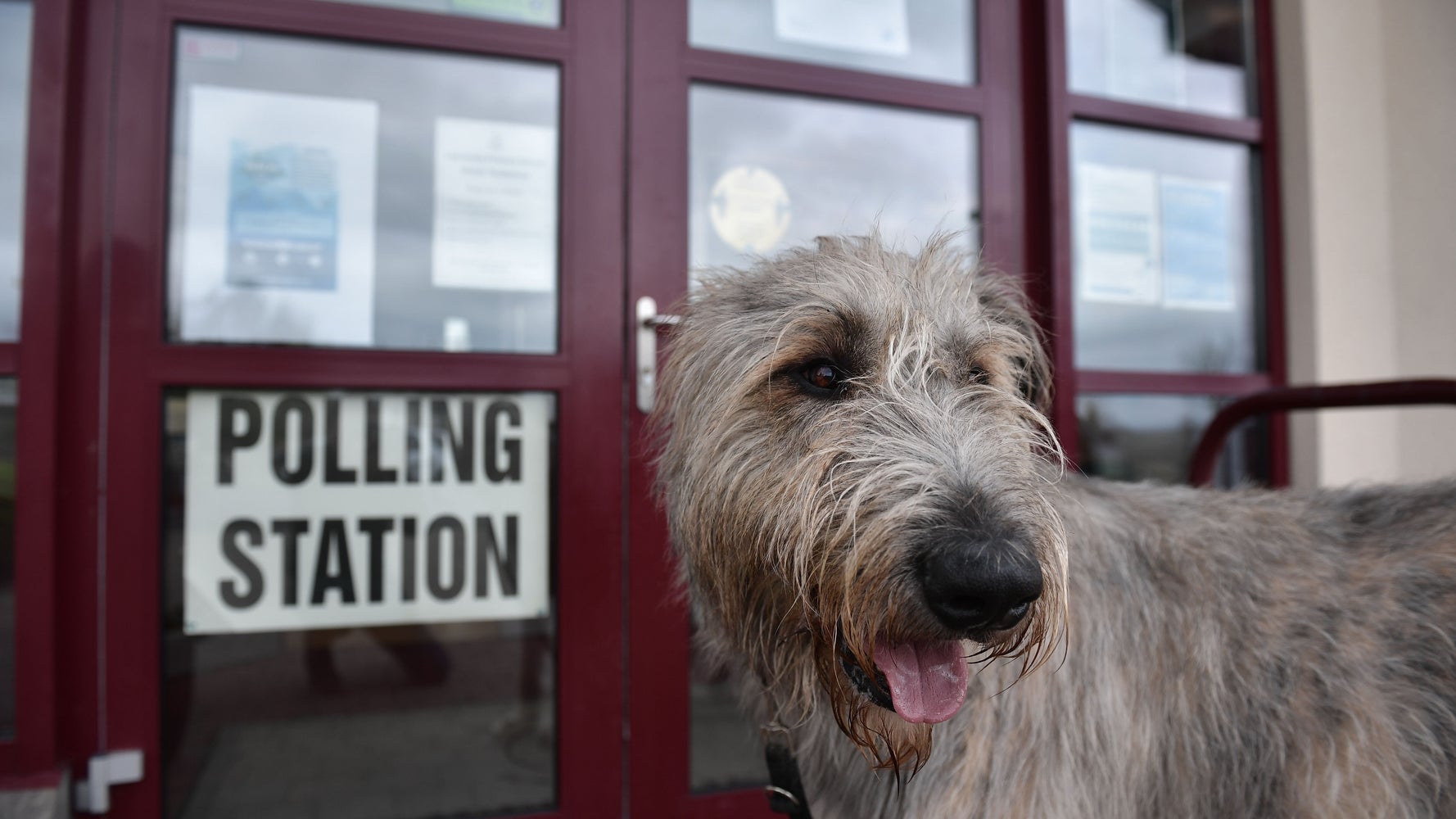 Pets At Polling Stations: 18 Pictures Of Democracy-Loving Dogs, Cats ...