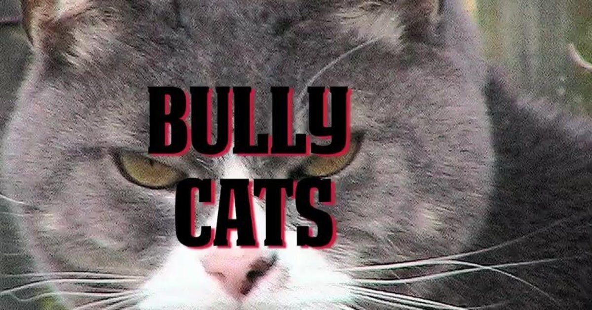Bully Cats Attack Peace Loving Dogs | HuffPost Videos