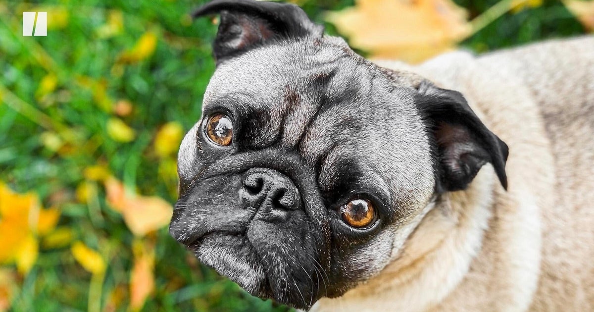 Pandemic Pets | HuffPost Videos