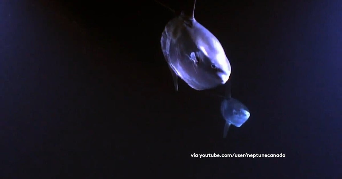 Take A Deep Sea Dive — Digitally — with Project Neptune | HuffPost Videos