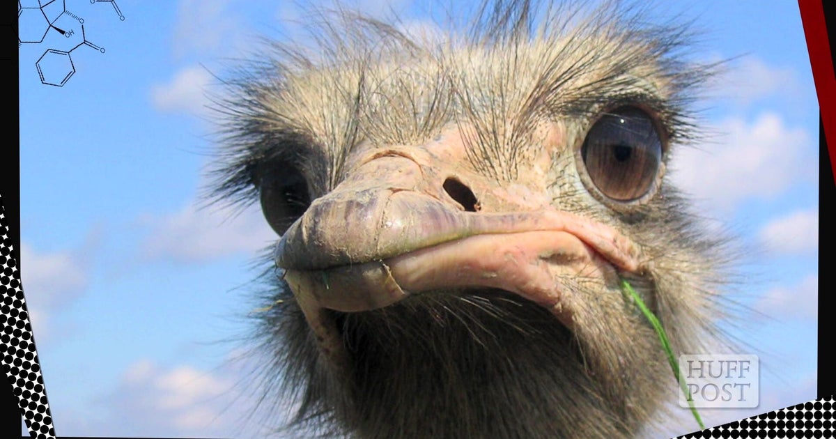 Animal Facts and Myths Debunked By Wildlife Experts | HuffPost Videos