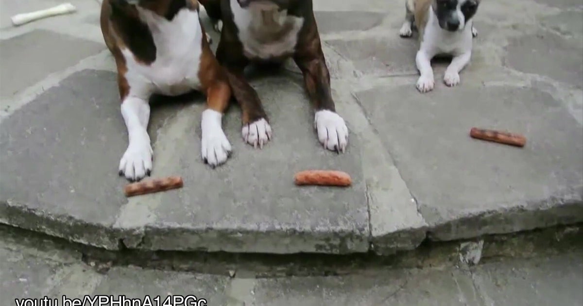 Adorable Animal Thieves Will Steal Your Heart | HuffPost Videos