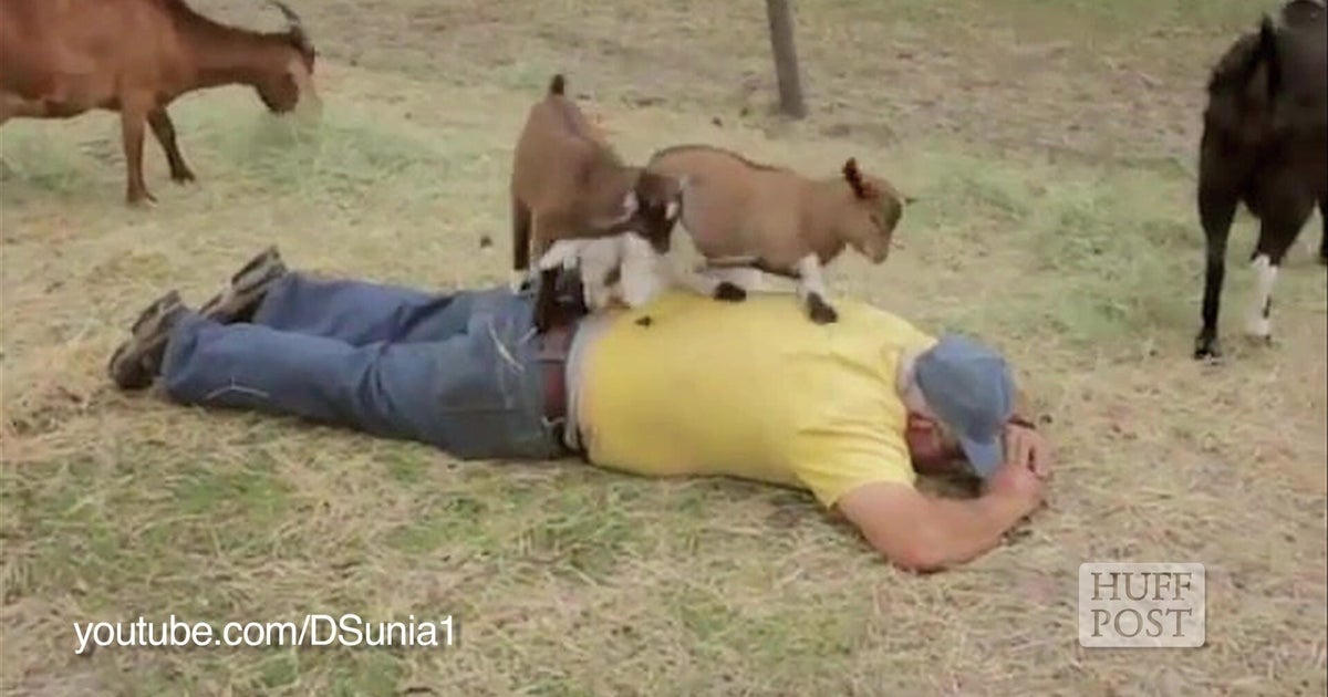 Goats Standing On Things (MASHUP) | HuffPost Videos