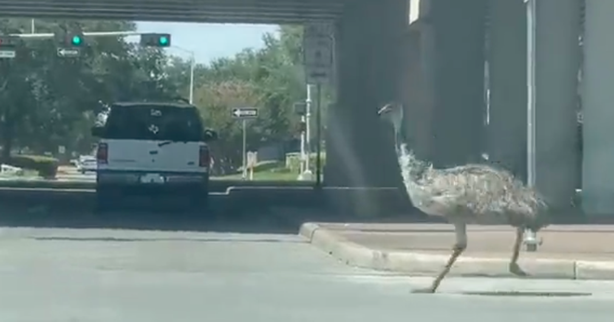 Video Shows Emu Dodging Traffic, Running Away From Cops In Houston ...