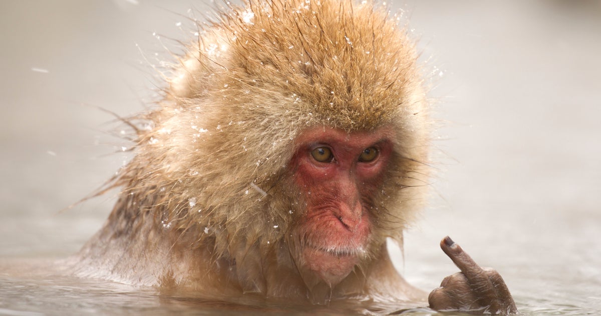 Biting, Clawing, Attacking Monkeys Terrorize Japanese City | HuffPost ...