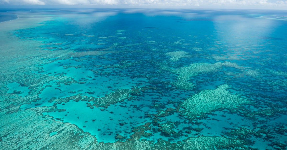 Finally, Some Good News From Australia's Great Barrier Reef | HuffPost ...