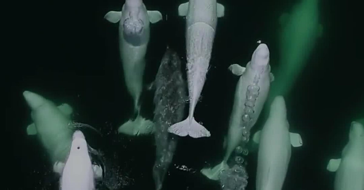 Beluga Whales Adopt Narwhal Into Their Pod And Now They're BFFs ...
