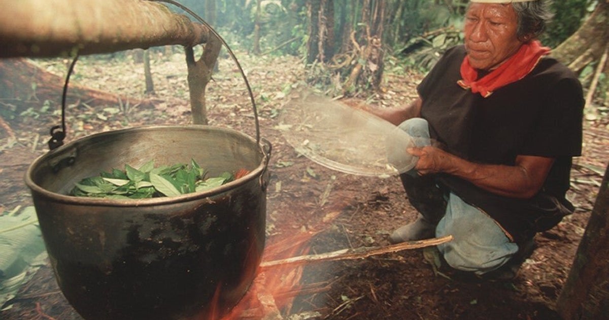 Everything You Need To Know About The Hallucinogenic Ayahuasca Tea ... Everything You Need To Know About The Hallucinogenic Ayahuasca Tea ...