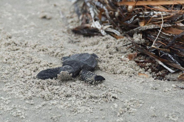 World's Smallest, Most Endangered Sea Turtles Hatch For 1st Time In 75 ...