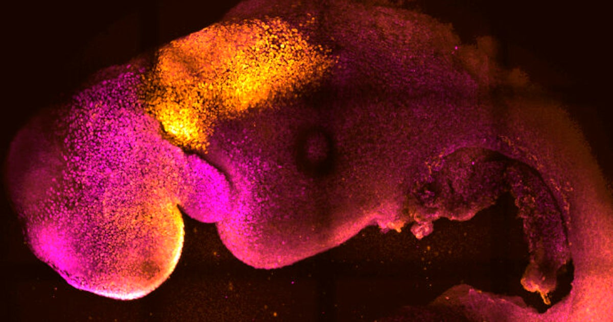 Scientists Create Synthetic Mouse Embryos Using Stem Cells | HuffPost ...