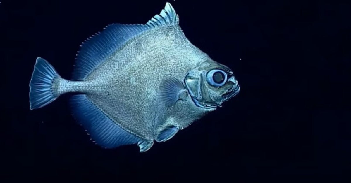 Εντόπισαν ψάρι «oreo» στον Ατλαντικό Ωκεανό | HuffPost Greece ΔΙΕΘΝΕΣ