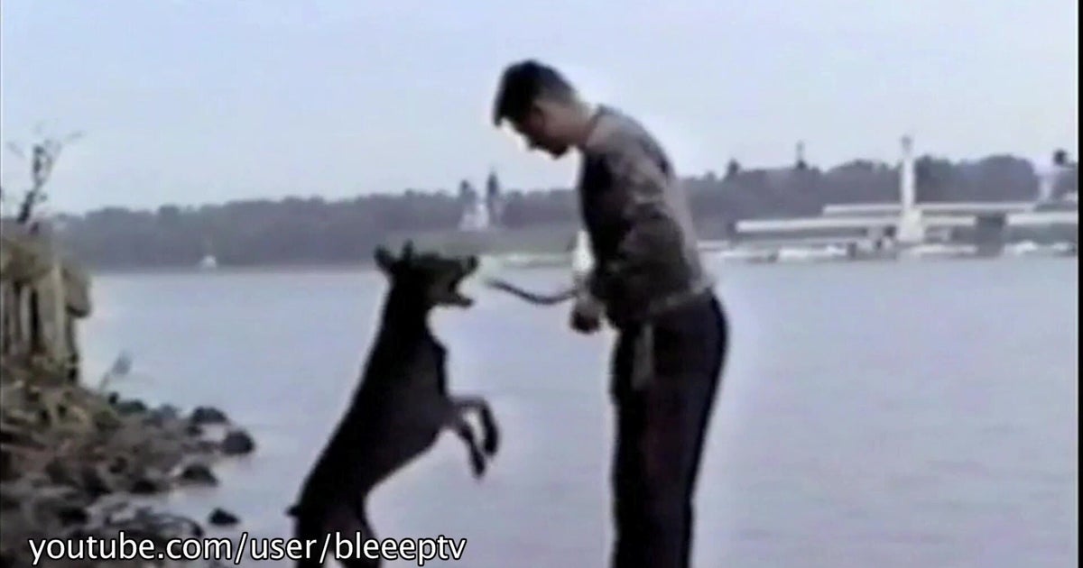 BAD DOGS! | HuffPost Videos