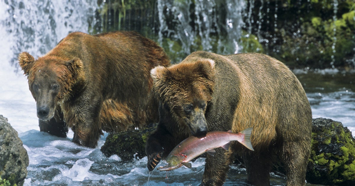 2 Fat Bears Have Formed A Friendship Experts Say Is Groundbreaking ...