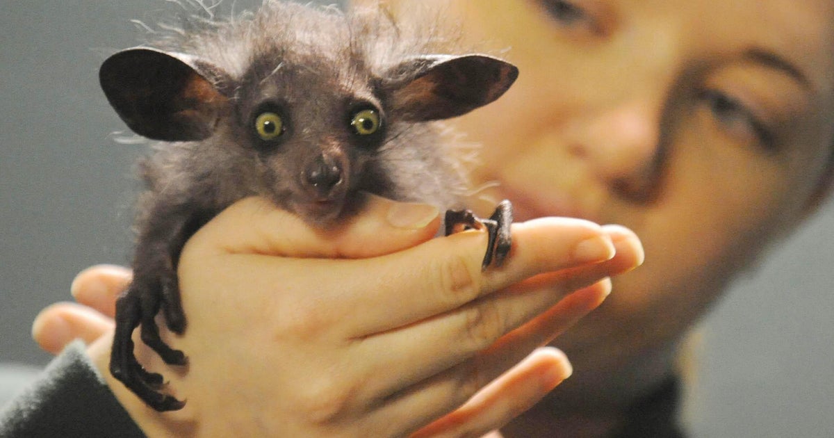 Lemurs Were Caught Picking Their Noses – And It Might Explain Why ...