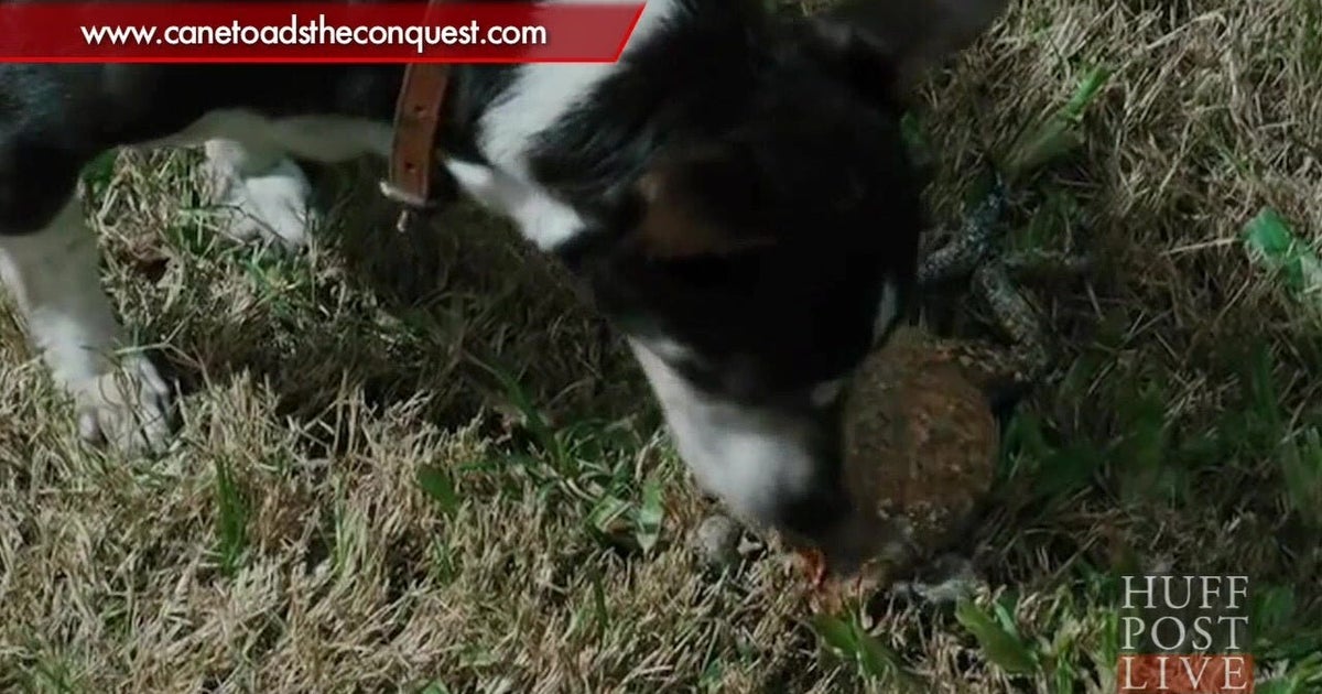 Dog Licks Toad, Gets High | HuffPost Videos