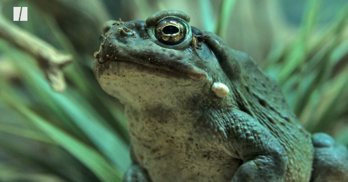 Stop Licking Toxic Toads | HuffPost Videos