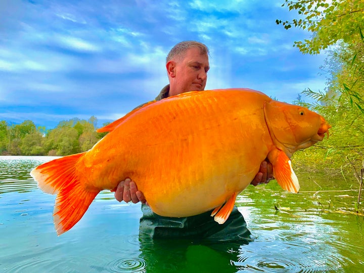 Brit Catches One Of World s Biggest Goldfish In French Lake HuffPost brit-catches-one-of-world-s-biggest-goldfish-in-french-lake-huffpost