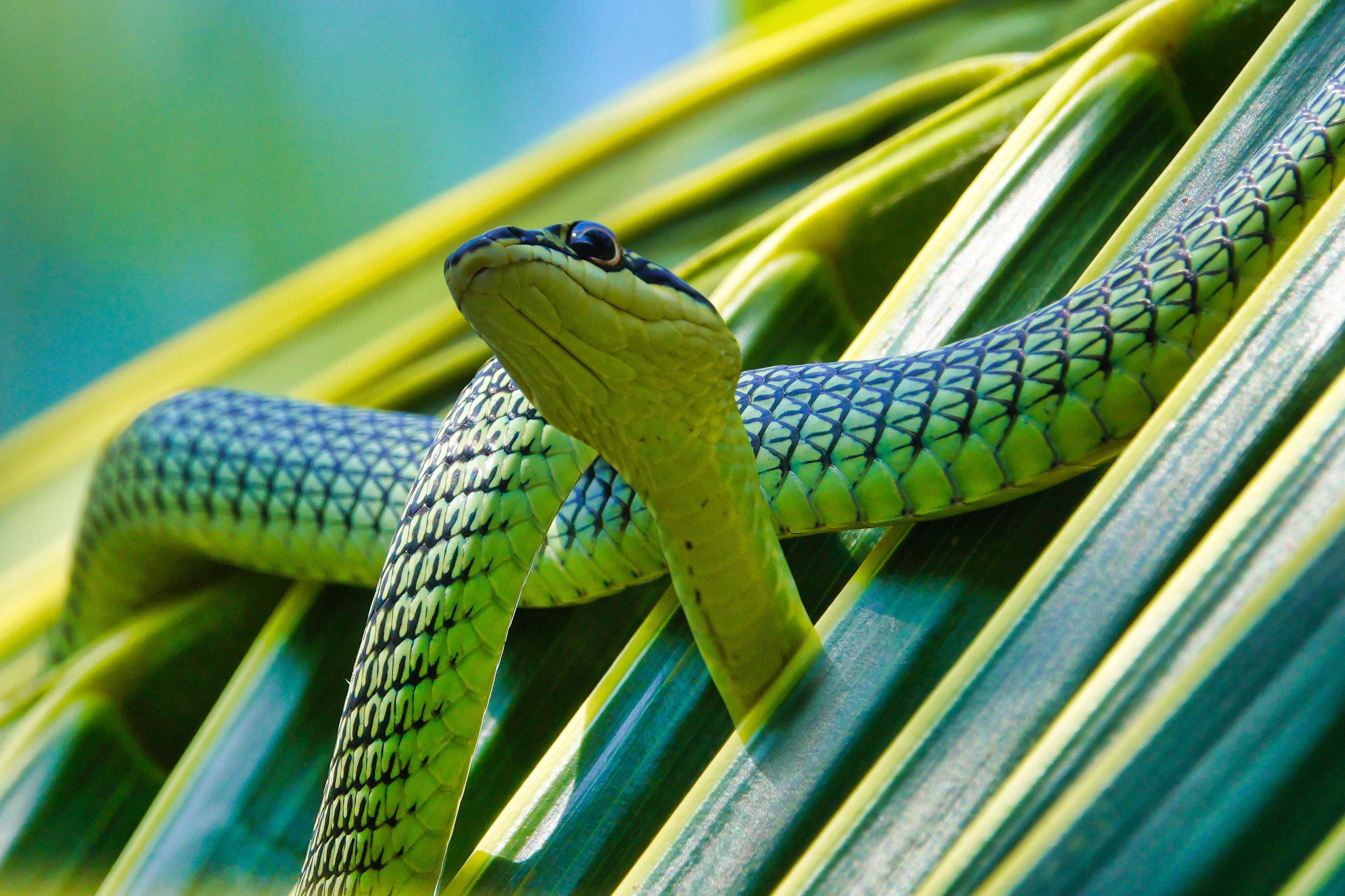 Snakes have
