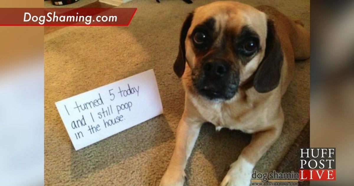 Dogs Have No Shame, Despite Guilty Look: Experts | HuffPost Videos