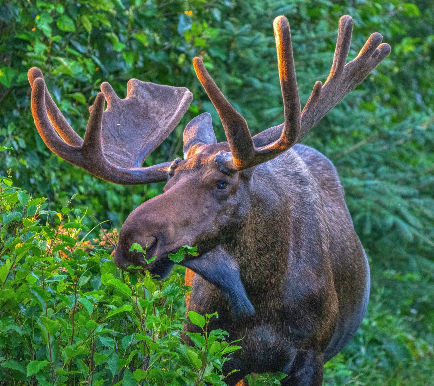Wild Doorbell Camera Video Captures Moose Shaking Off His Antlers ...