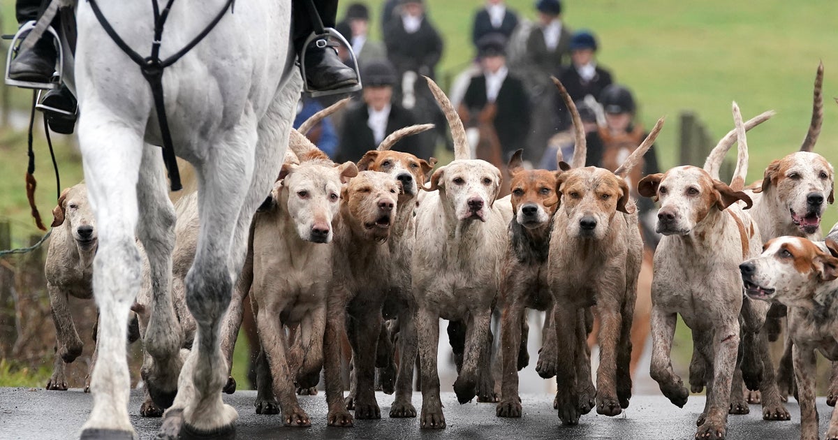 Labour Has Vowed To Strengthen The Law Banning Fox Hunting If It Wins ...