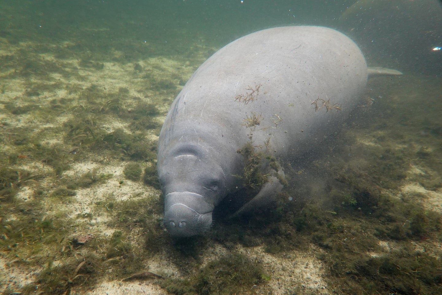 At Least 800 Manatees Died In Florida Last Year As Starvation Concerns ...