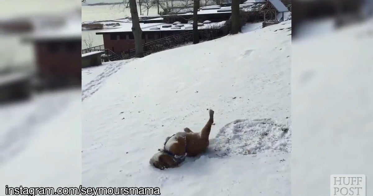 Dogs Try To Make Snow Angels After Juno | HuffPost Videos