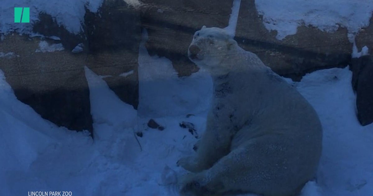 Chicago Zookeepers Protect Animals From The Polar Vortex | HuffPost Videos