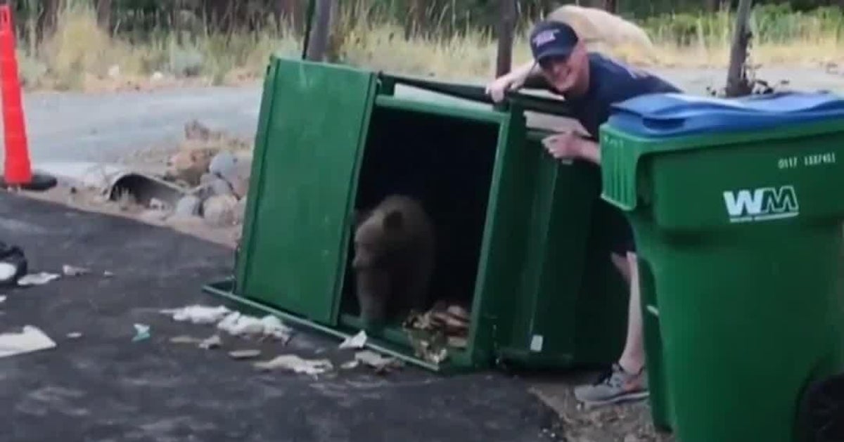Trapped Bear Cubs Freed | HuffPost Videos